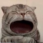 chovy-搜索-专找直播-虎牙直播