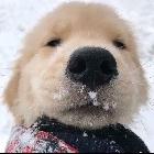 nzzz-搜索-专找直播-虎牙直播