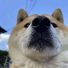 xxbb-搜索-专找直播-虎牙直播