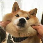 myl-搜索-专找直播-虎牙直播